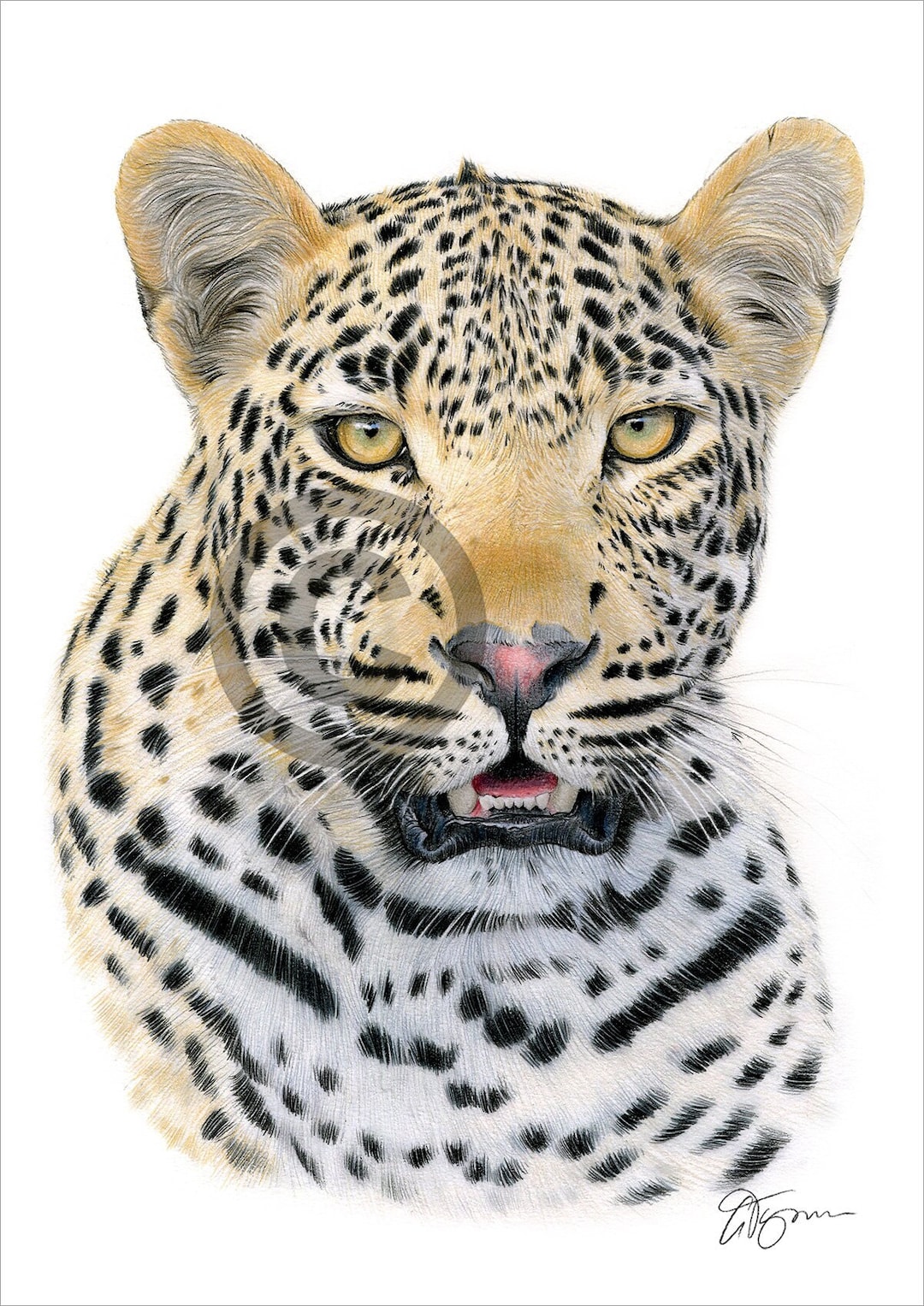 African Leopard Color Pencil Drawing Print Big Cat Art Artwork Signed ...