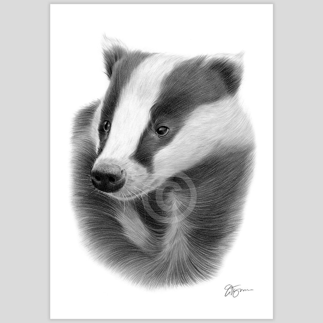 Badger Artwork Signed by Artist Gary Tymon | Pencil Drawing Print | 2 ...