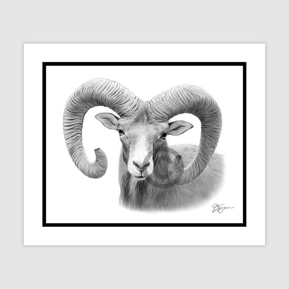 MOUFLON Original B&W Pencil Drawing Portrait Size 10 | Etsy