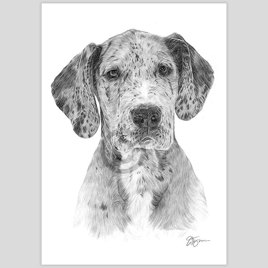 Great Dane Dog | Pencil Drawing Print | Artwork Signed by Artist G ...