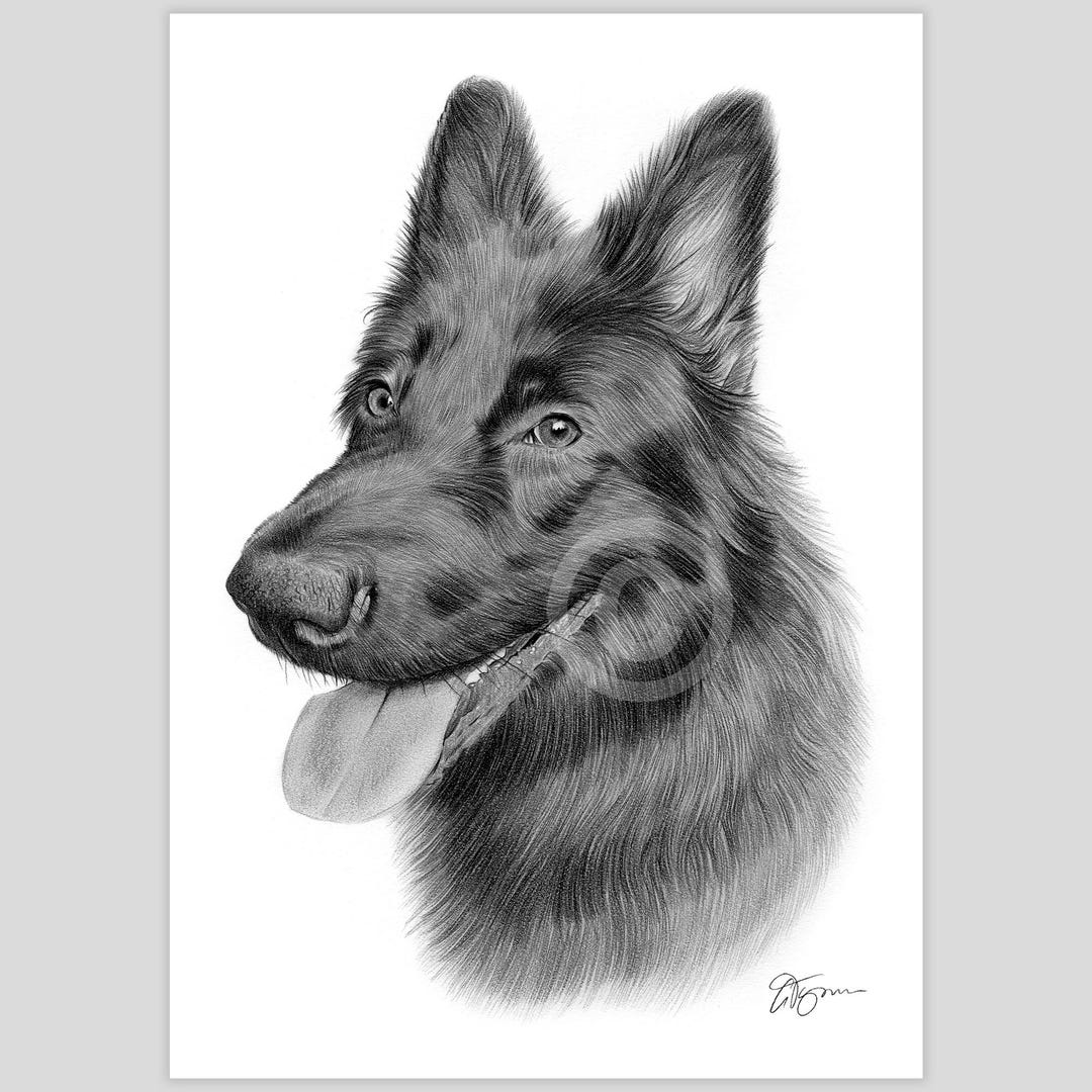 Black German Shepherd Pencil Drawing Print | Artwork Signed by Artist G ...