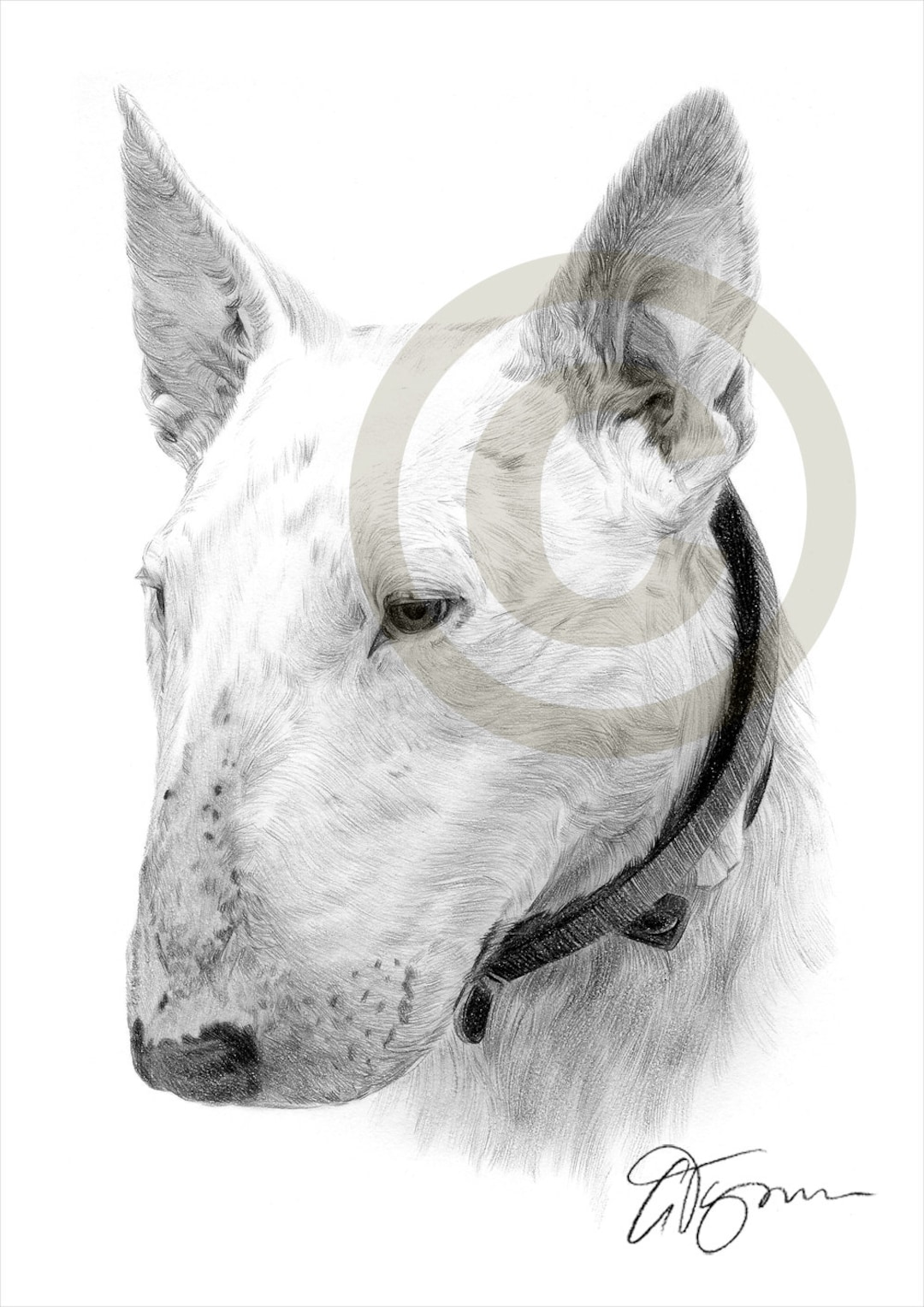 Bull Terrier Drawings