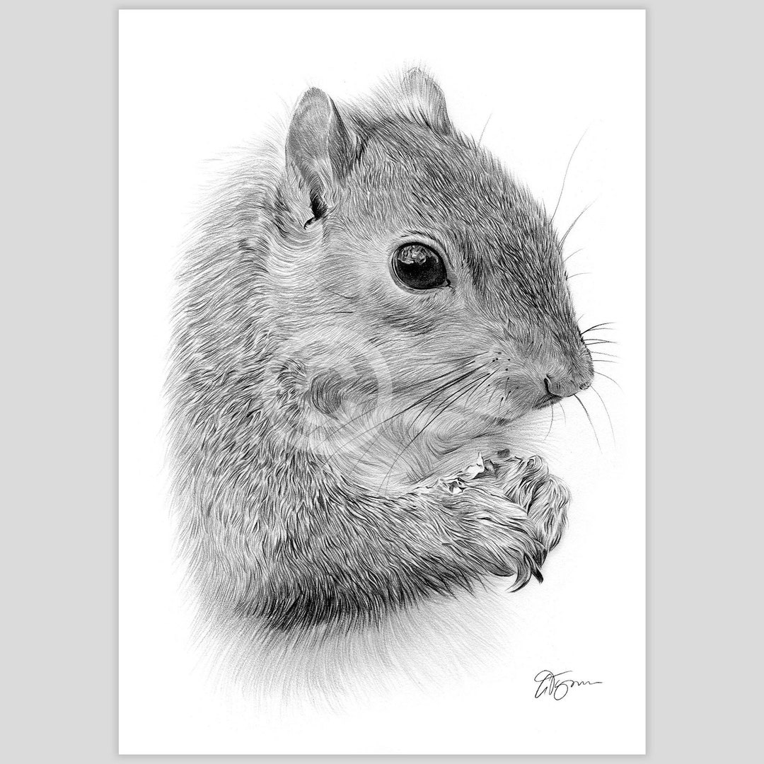 Grey Squirrel Artwork Signed by Artist Gary Tymon | Pencil Drawing ...