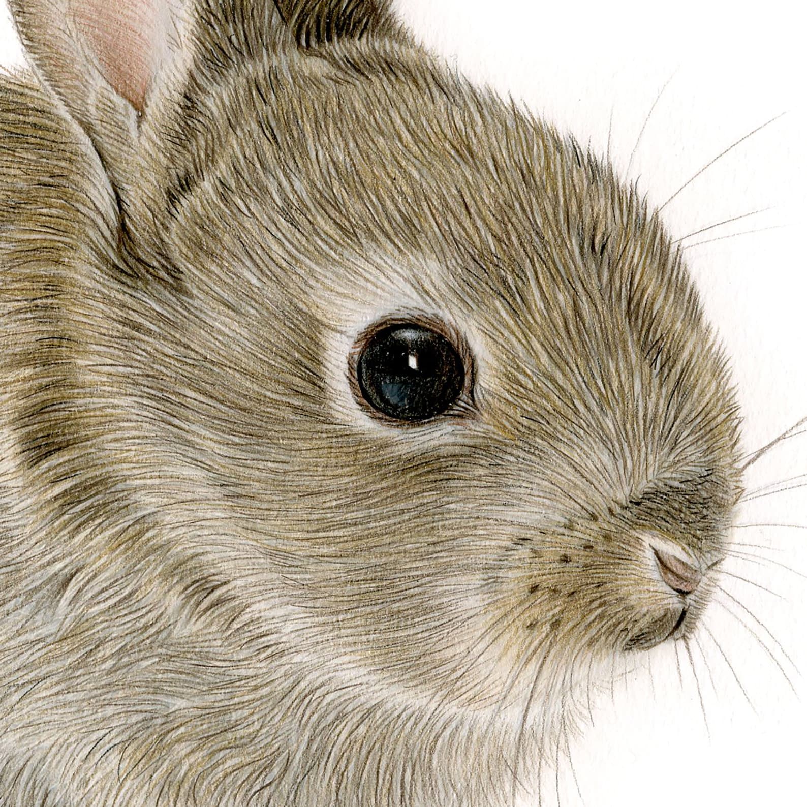 Young Rabbit Color Pencil Drawing Print Animal Art Artwork Signed by UK ...
