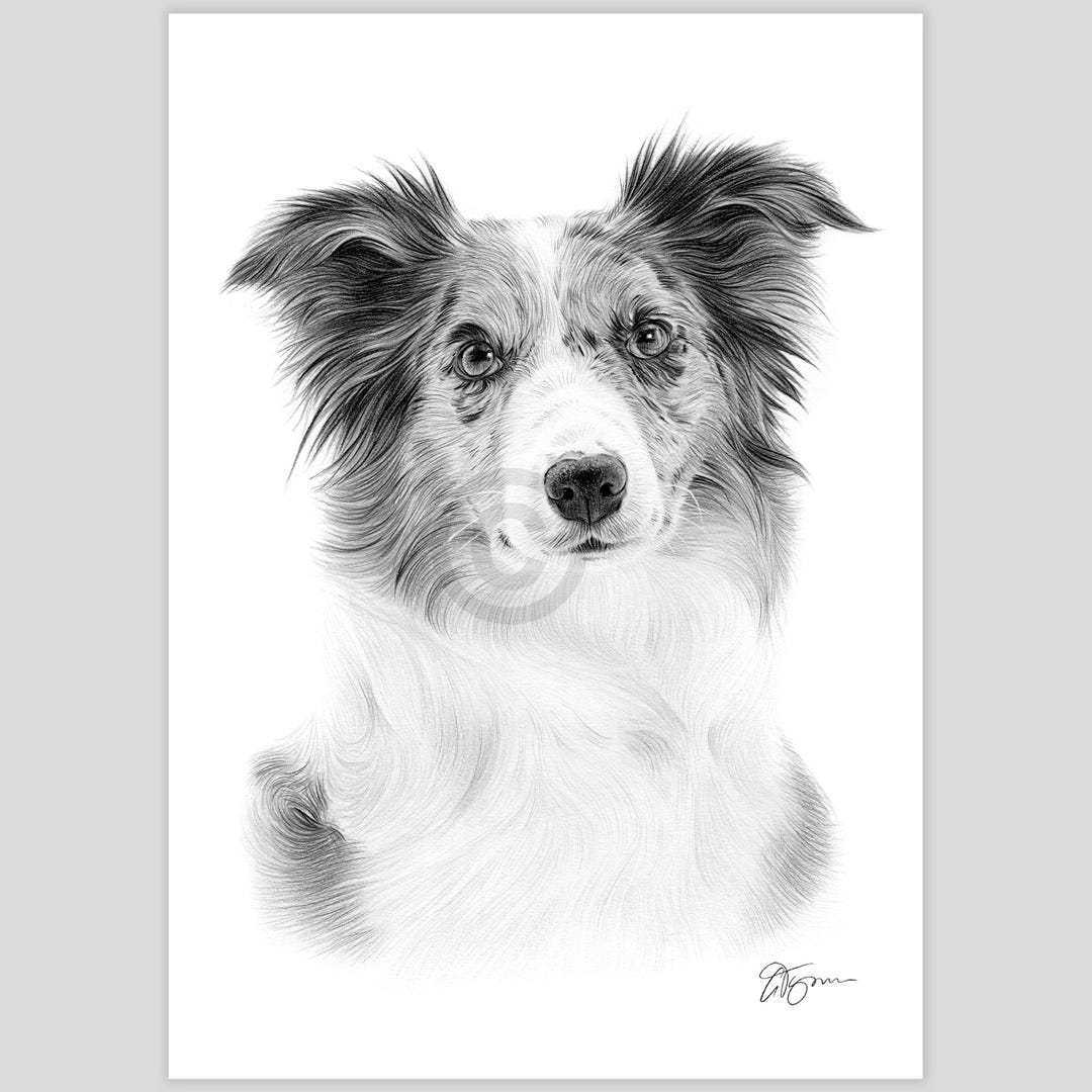 Blue Merle Border Collie Pencil Drawing Print Artwork Signed By