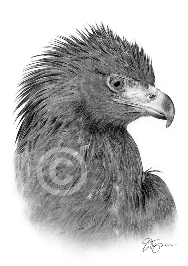 Golden Eagle Artwork Bird Pencil Drawing Print Artwork - Etsy