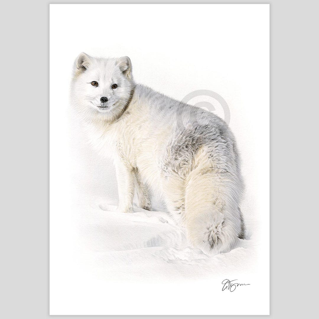Arctic Fox Color Pencil Drawing Print - 2 Sizes - Signed by Artist - Etsy