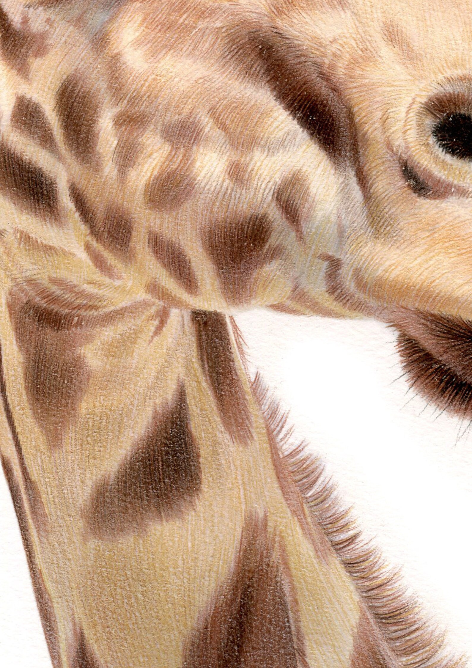 GIRAFFE Original Color Pencil Drawing Portrait size | Etsy