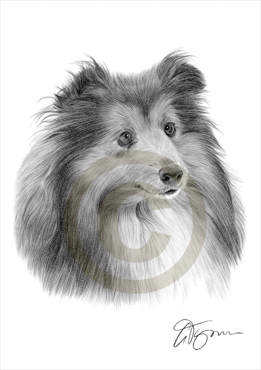 Sheltie Pencil Drawing Print Artwork Signed by Artist Gary - Etsy