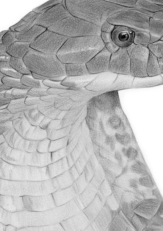 Realistic King Cobra Drawing Queen Cobra 2 By PilleurDesMers - Fur