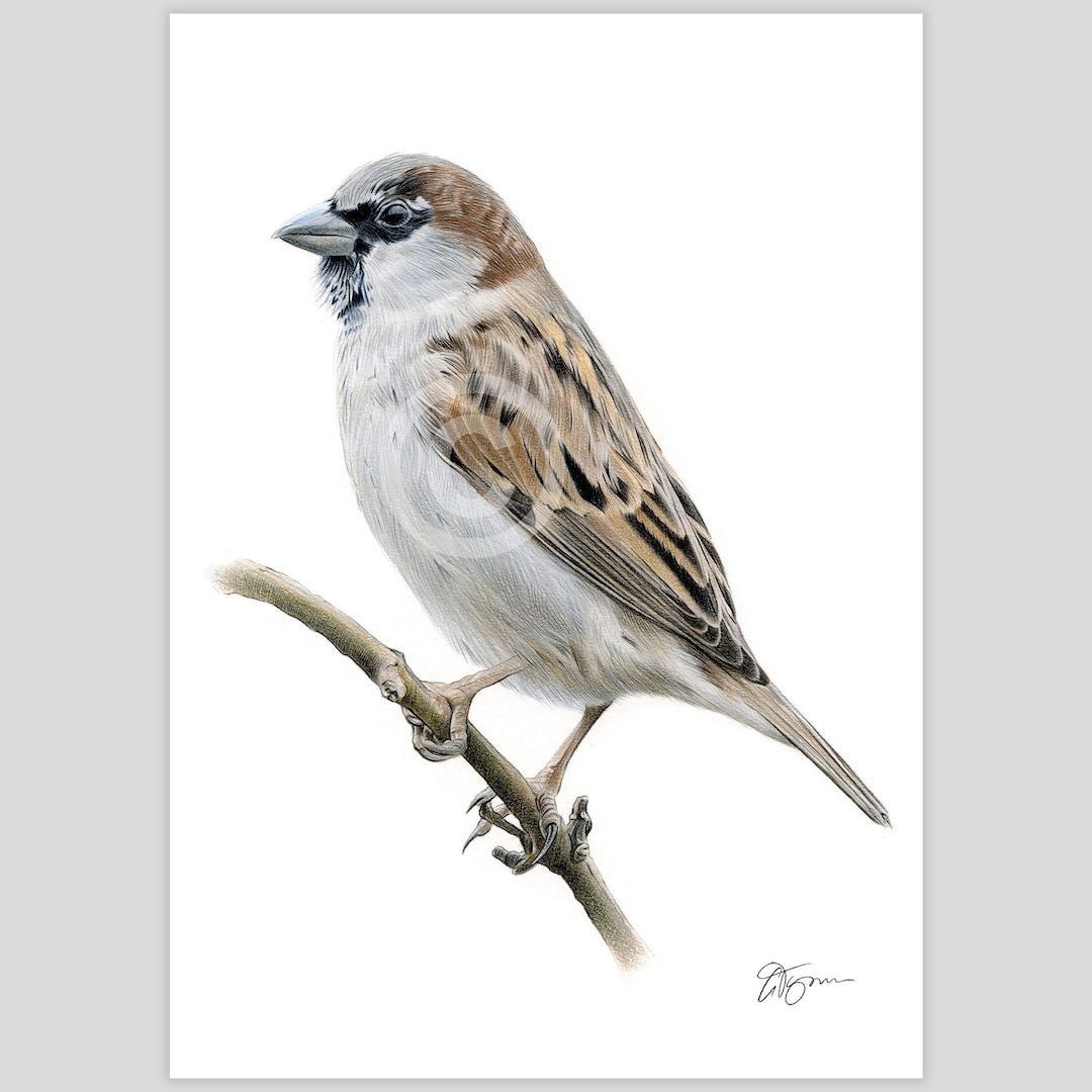 Sparrow - Color Pencil Drawing Print - Bird Art - Artwork Signed by ...