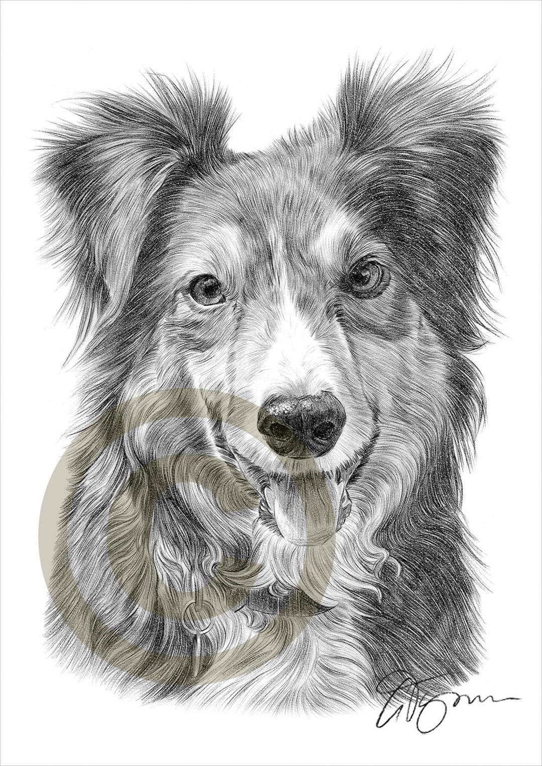 Dog Border Collie Pencil Drawing Print 2 Sizes Artwork Signed by Artist ...
