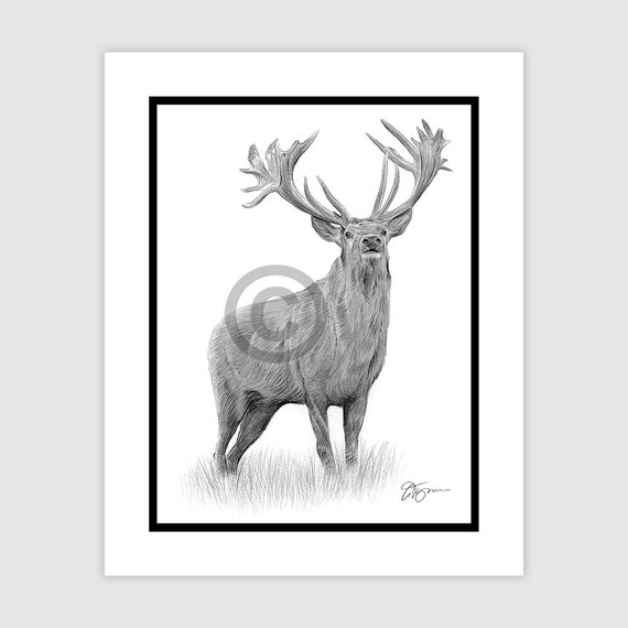 STAG Original B&W Pencil Drawing Portrait Size 8 X - Etsy