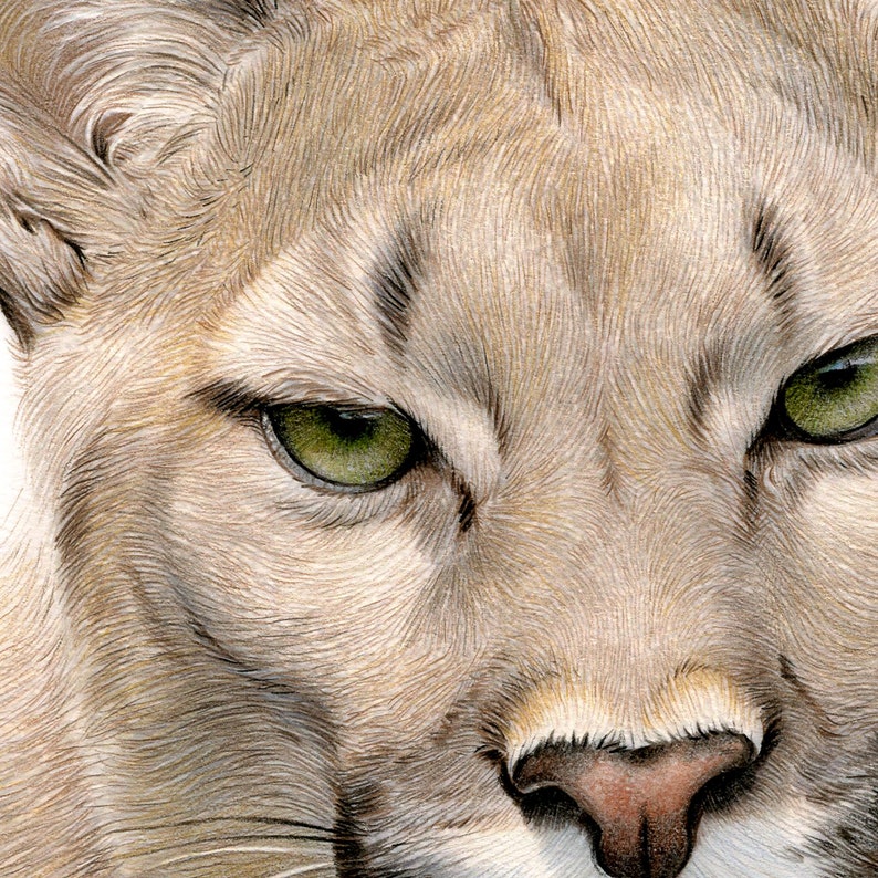 Cougar - Color Pencil Drawing Print - Big Cat Portrait - Artwork Signed ...