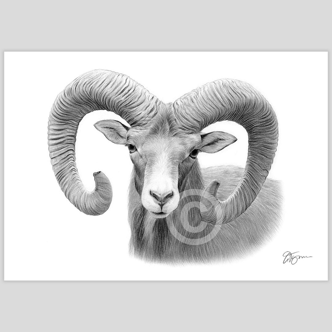 Mouflon Pencil Drawing Print | Artwork Signed by Artist Gary Tymon | 2 ...