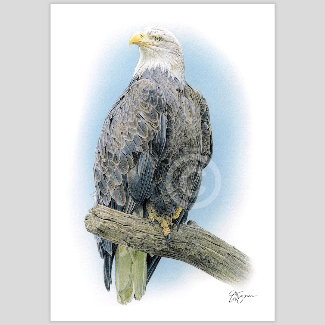Bald Eagle | Color Pencil Drawing Print | Artwork Signed by Artist Gary ...
