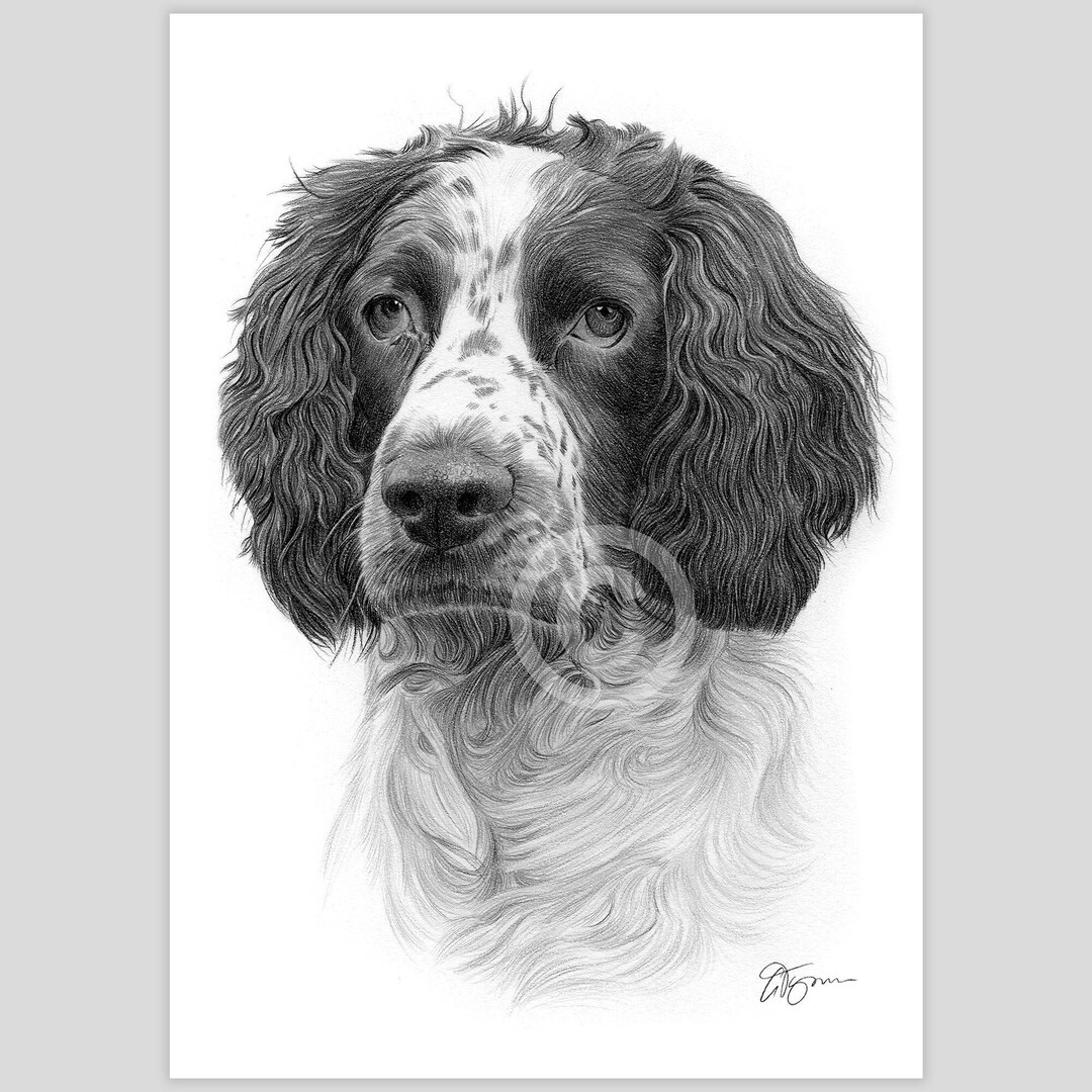 Springer Spaniel Dog - Pencil Drawing Print - Artwork Signed by Artist ...