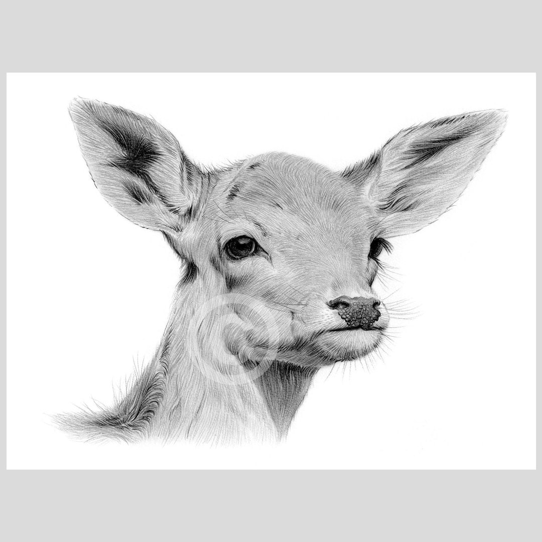 Red Deer Pencil Drawing – Wildlife Portrait, Animal Art (digital ...