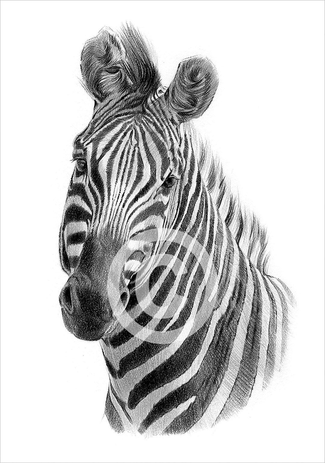 Digital Download Pencil Drawing of a Zebra Artwork by UK Artist Gary ...