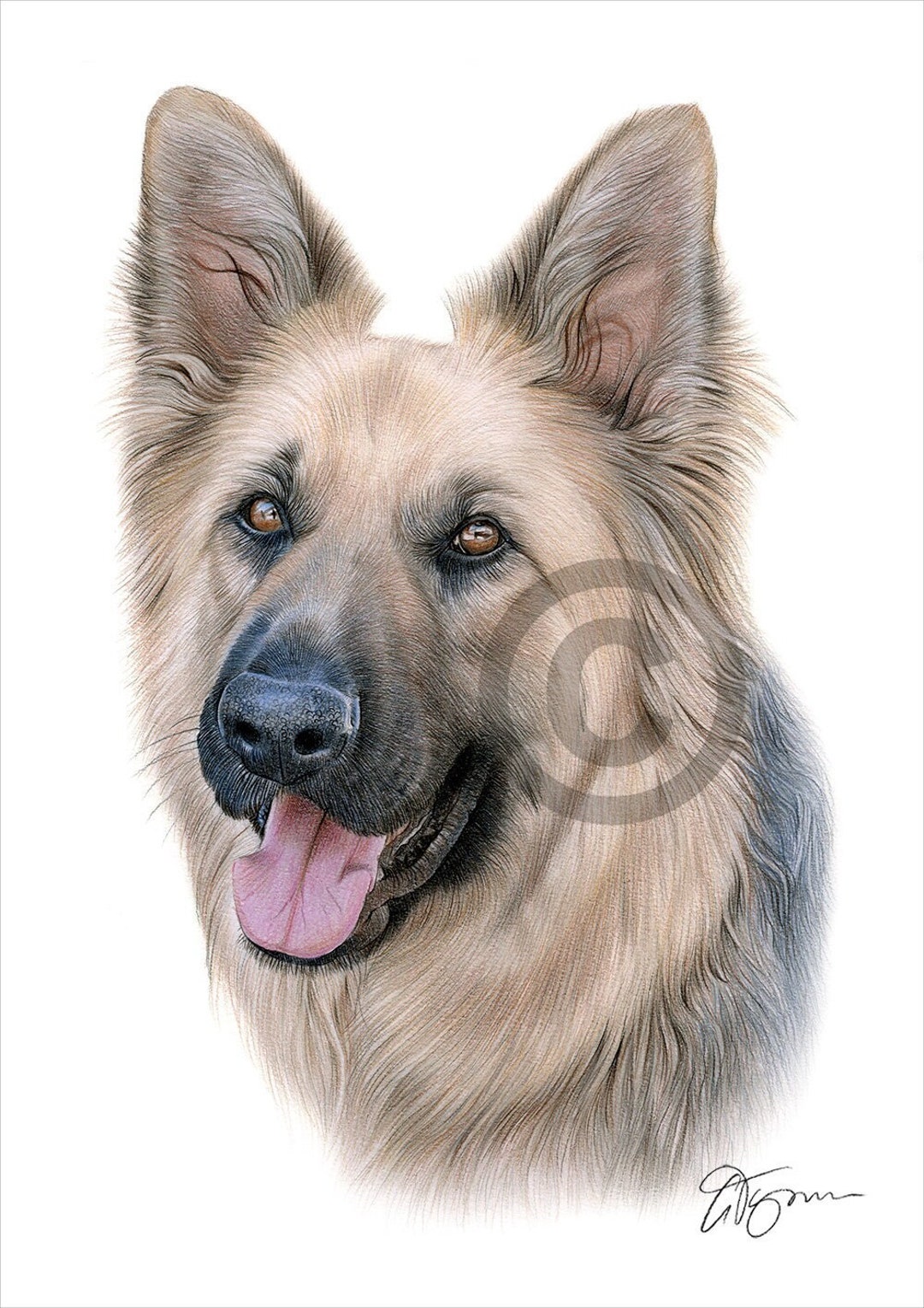 German Shepherd Drawing In Color