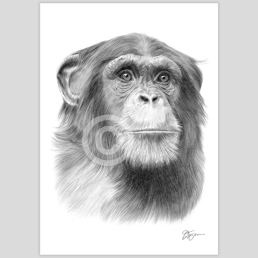 Chimpanzee Art Chimp Pencil Drawing Print Artwork Signed by Artist Gary ...