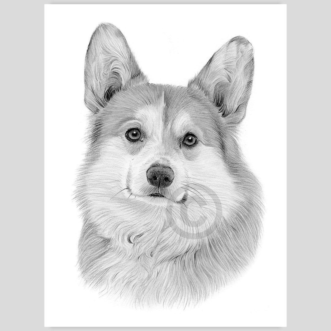 Pencil Drawing Welsh Corgi Portrait | Gary Tymon Art (digital Download ...