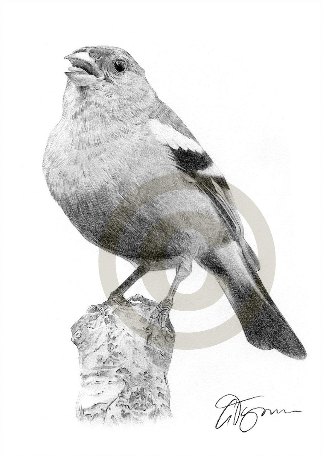 Bird Artwork Chaffinch Pencil Drawing Print Artwork Signed by Artist ...