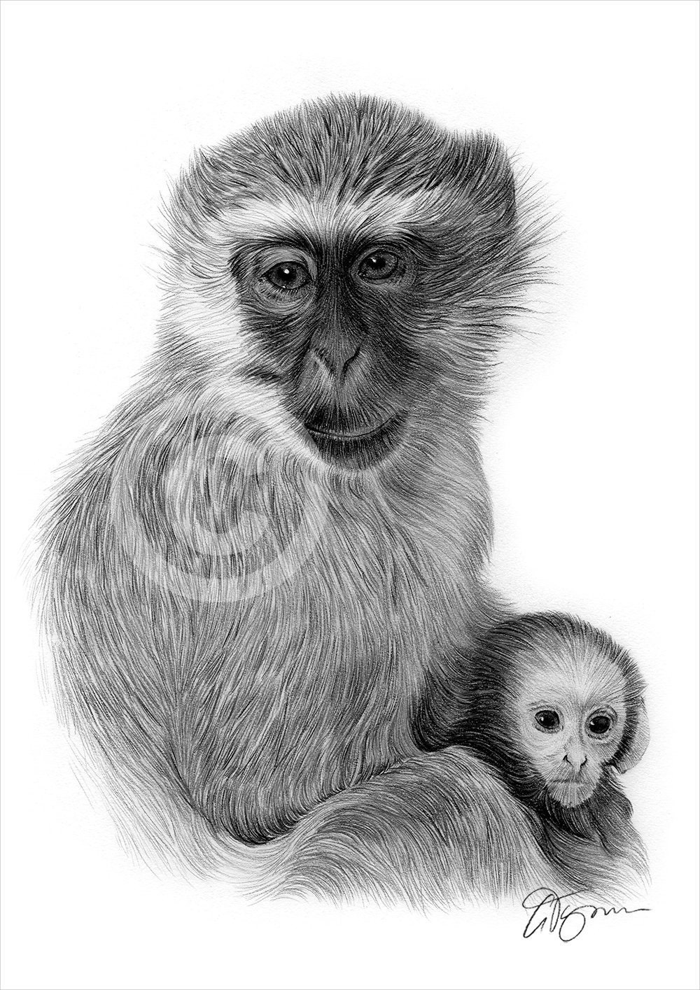 Monkey Pencil Drawing