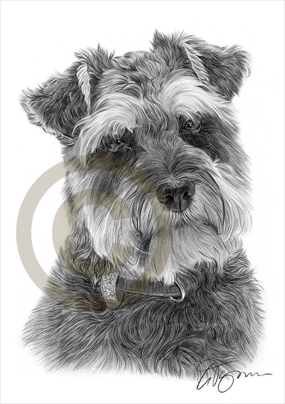 Schnauzer Pencil Drawing Print Dog Art Artwork Signed by | Etsy