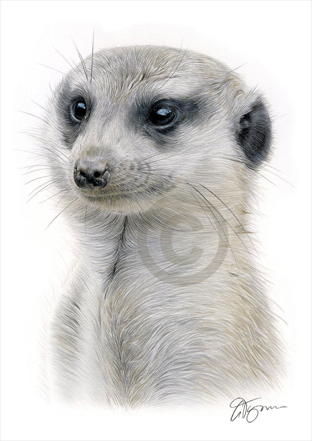 Cute Meerkat Drawing