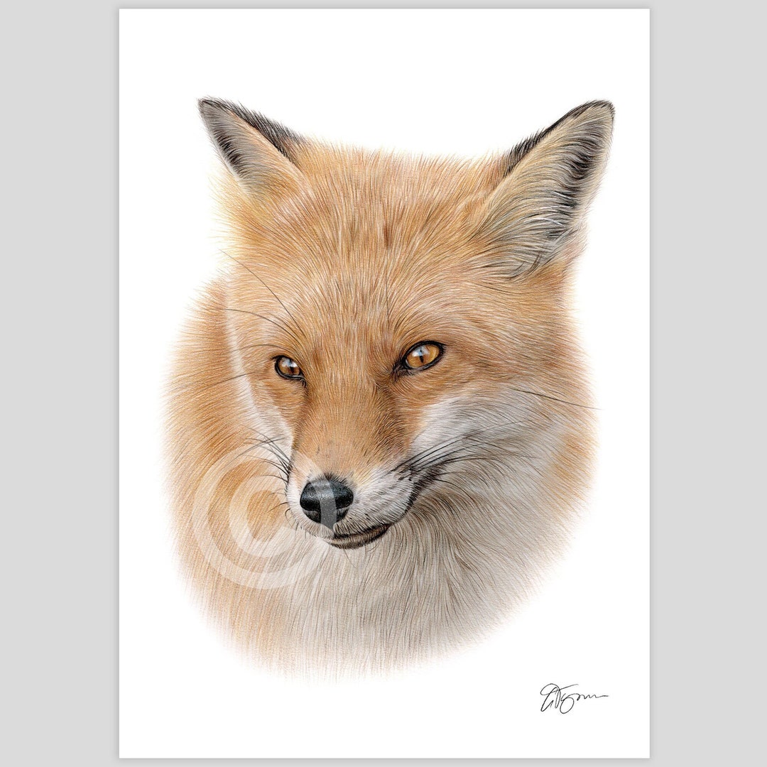 Red Fox Color Pencil Portrait Print - Animal Art - Artwork Signed by UK ...