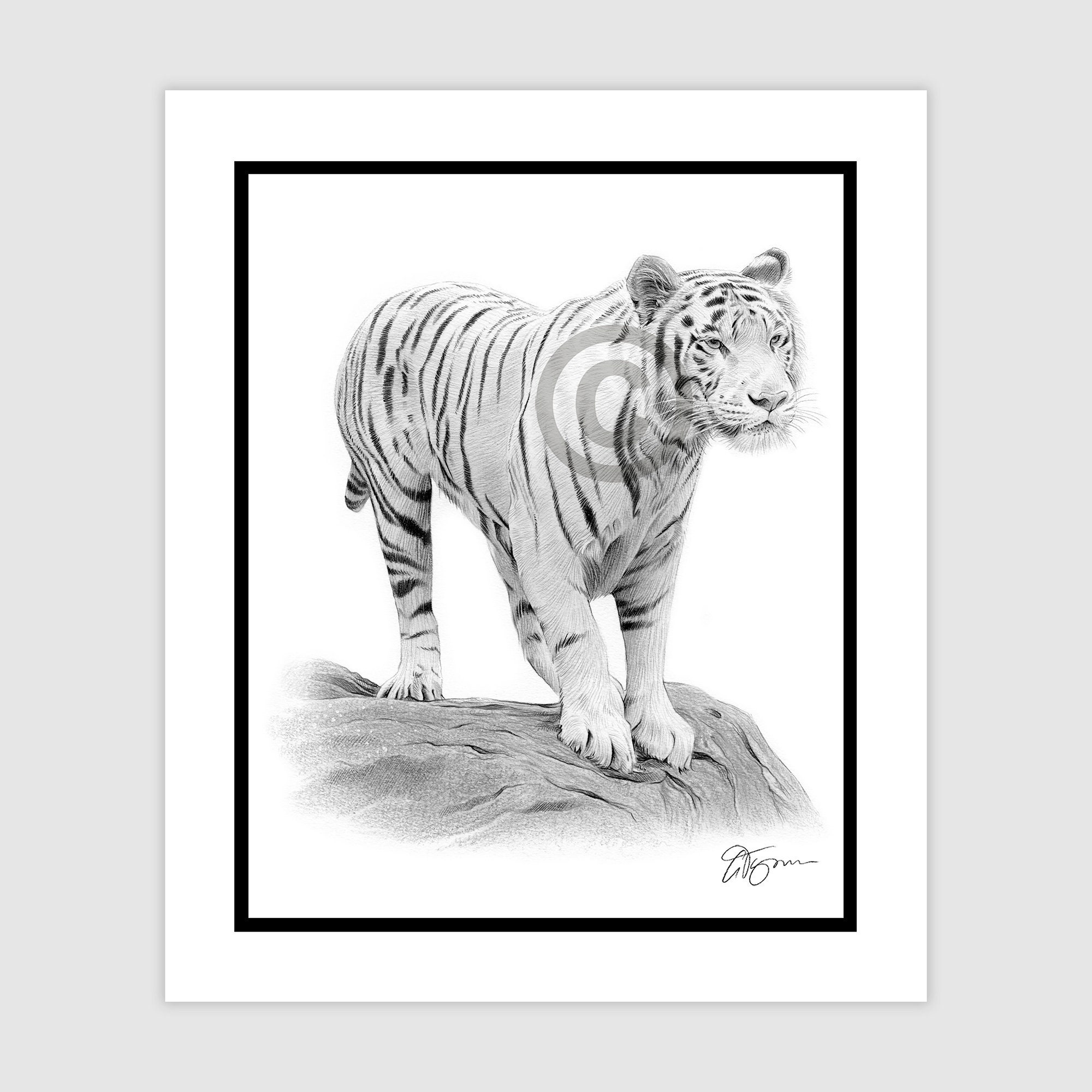 White Tiger Drawing Sketch