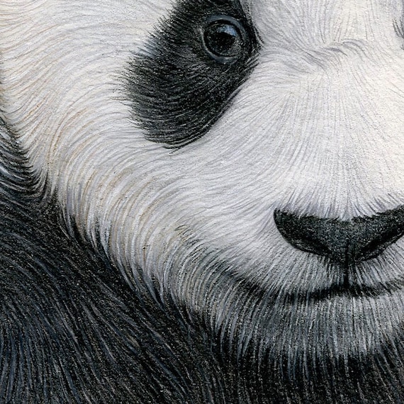Panda Head Drawing In Pencil