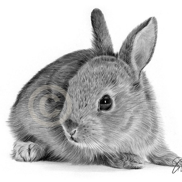 Bunny Drawing - Etsy