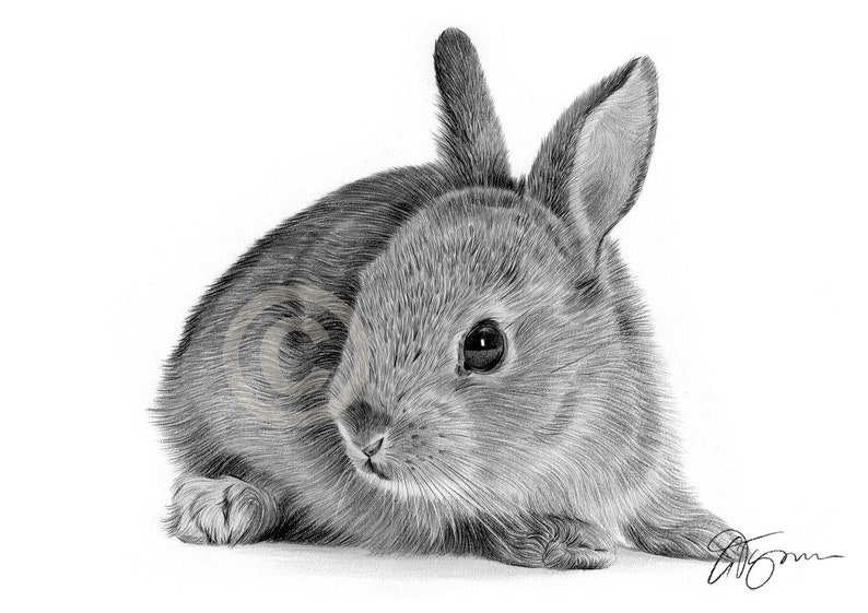 RABBIT Pencil Drawing Print Wildlife Art Artwork Signed by - Etsy Singapore