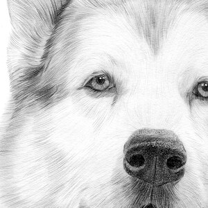 Alaskan Malamute Dog Artwork Signed by UK Artist Gary Tymon | Pencil ...