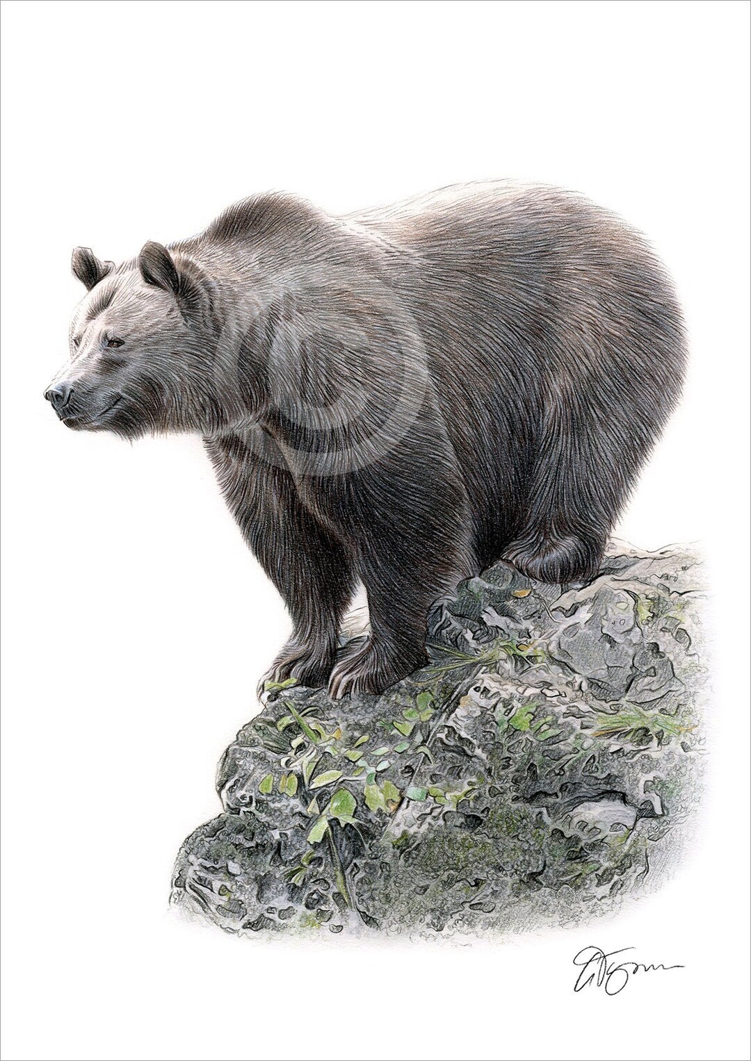 Brown Bear Color Pencil Drawing Print Animal Art Artwork Signed by ...
