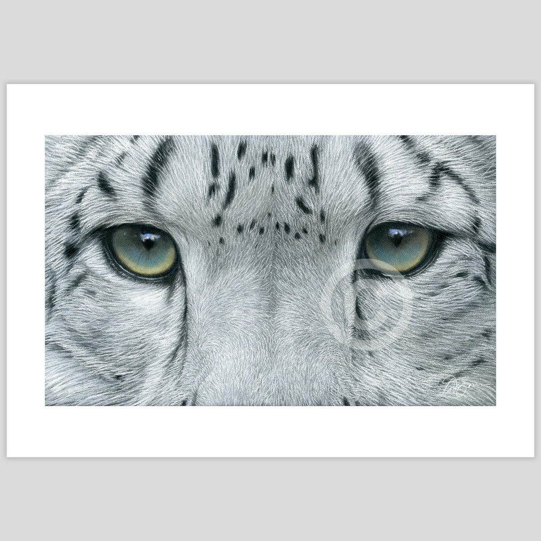 Snow Leopard Eyes | Color Pastel Pencil Drawing Print | Artwork Signed ...