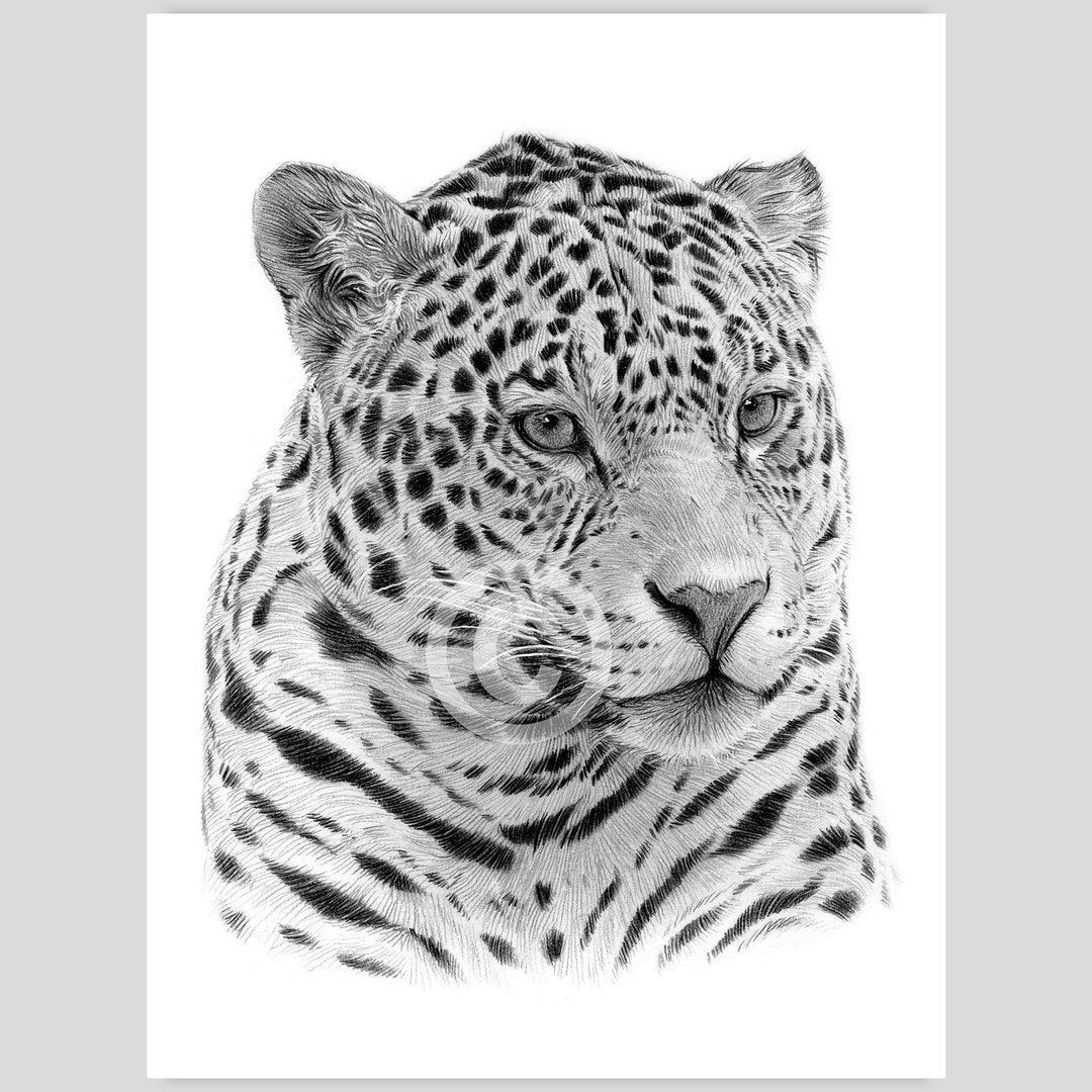 Digital Download - Pencil Drawing of a Jaguar - Artwork by UK Artist ...