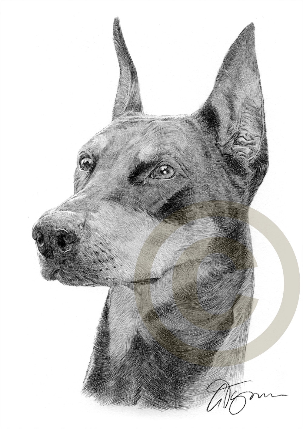 Doberman Drawing