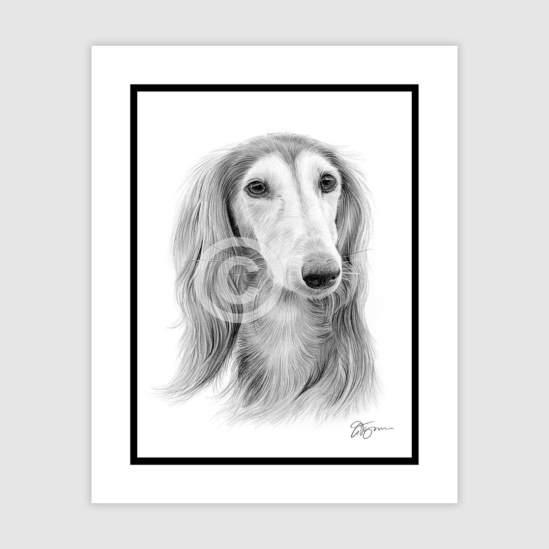 SALUKI - Original B&W Pencil Drawing - Portrait Size 8" X 6" - Mount ...