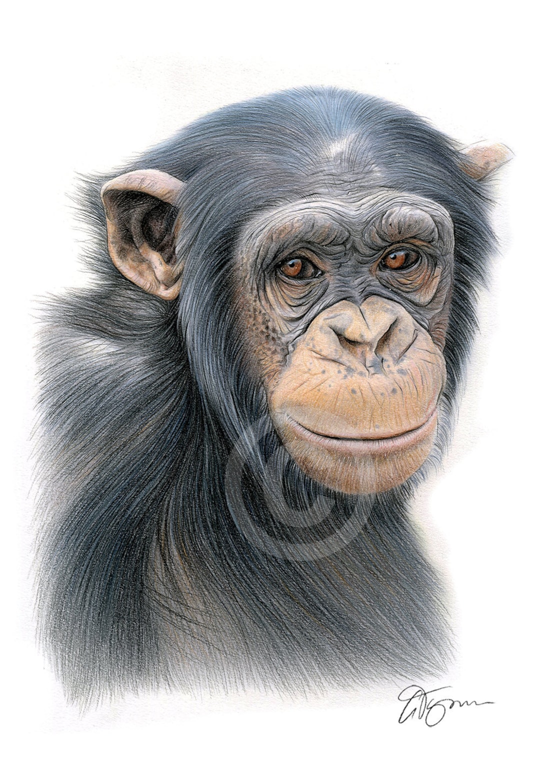Chimpanzee Artwork Color Pencil Drawing Print Artwork Signed by Artist ...