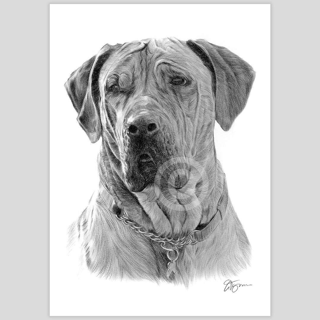 Rhodesian Ridgeback Dog Artwork Signed by Artist Gary Tymon | Pencil ...