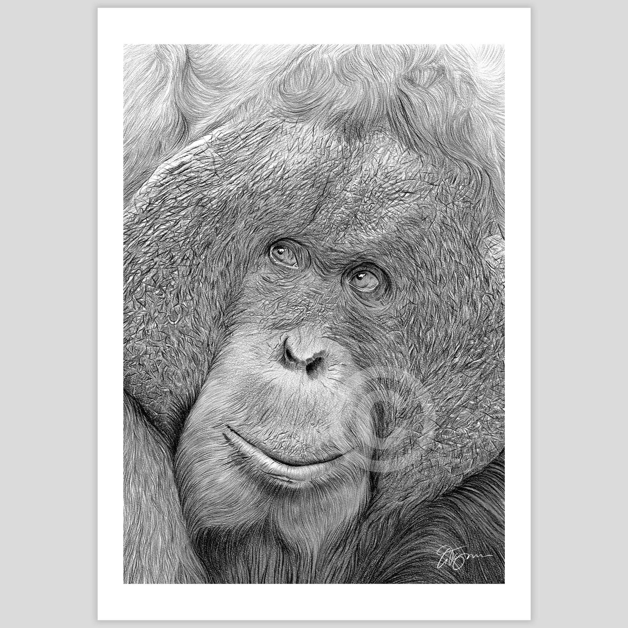 Orangutan Pencil Drawing Print | Artwork Signed by Artist G Tymon | 2 ...