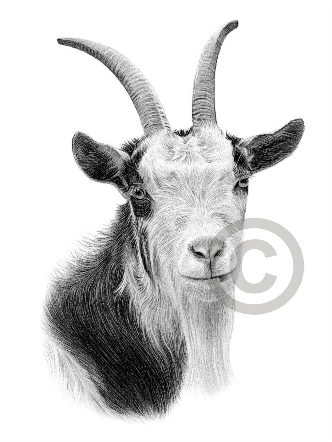 How To Draw A Realistic Goat