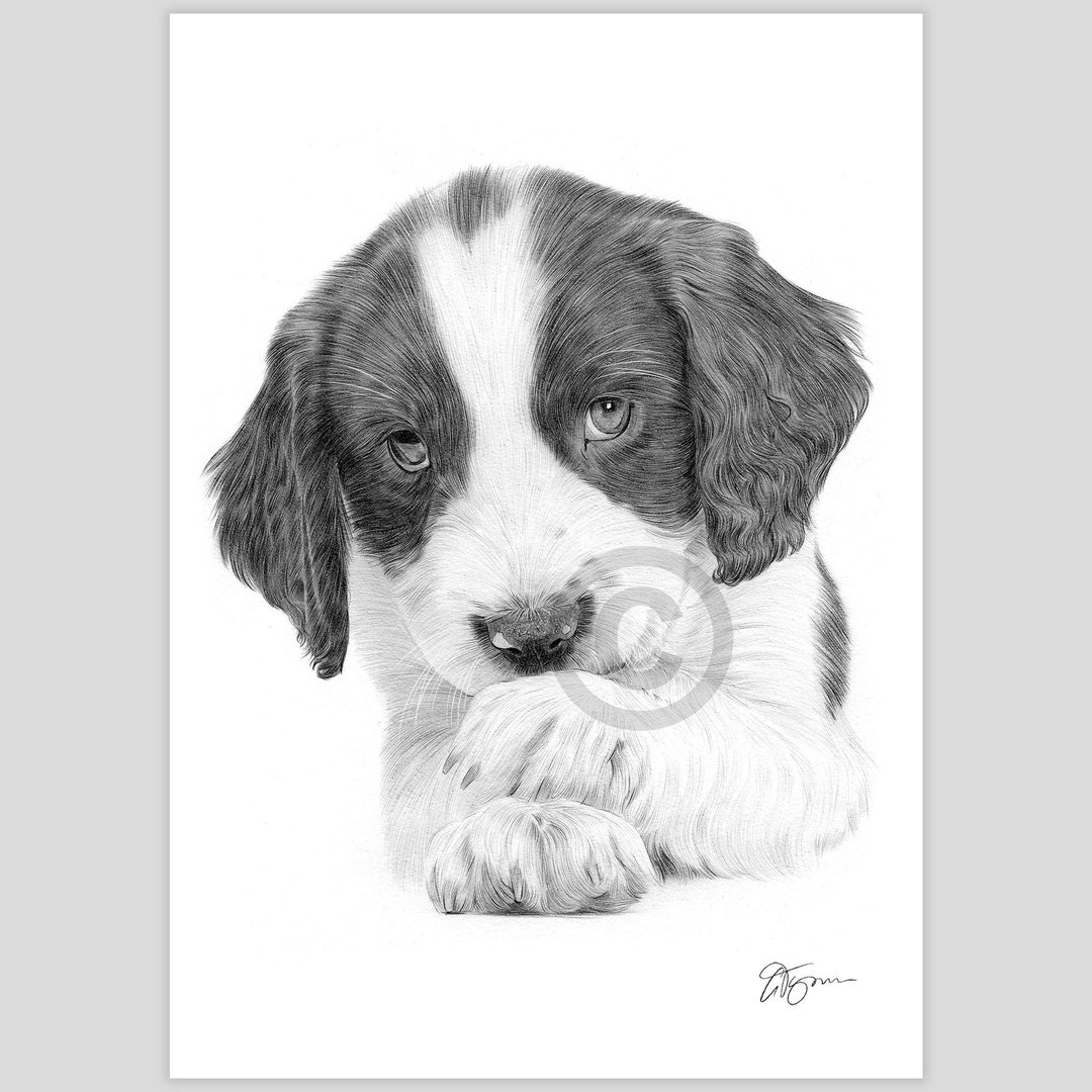 Springer Spaniel Dog | Pencil Drawing Print | Artwork Signed by Artist ...