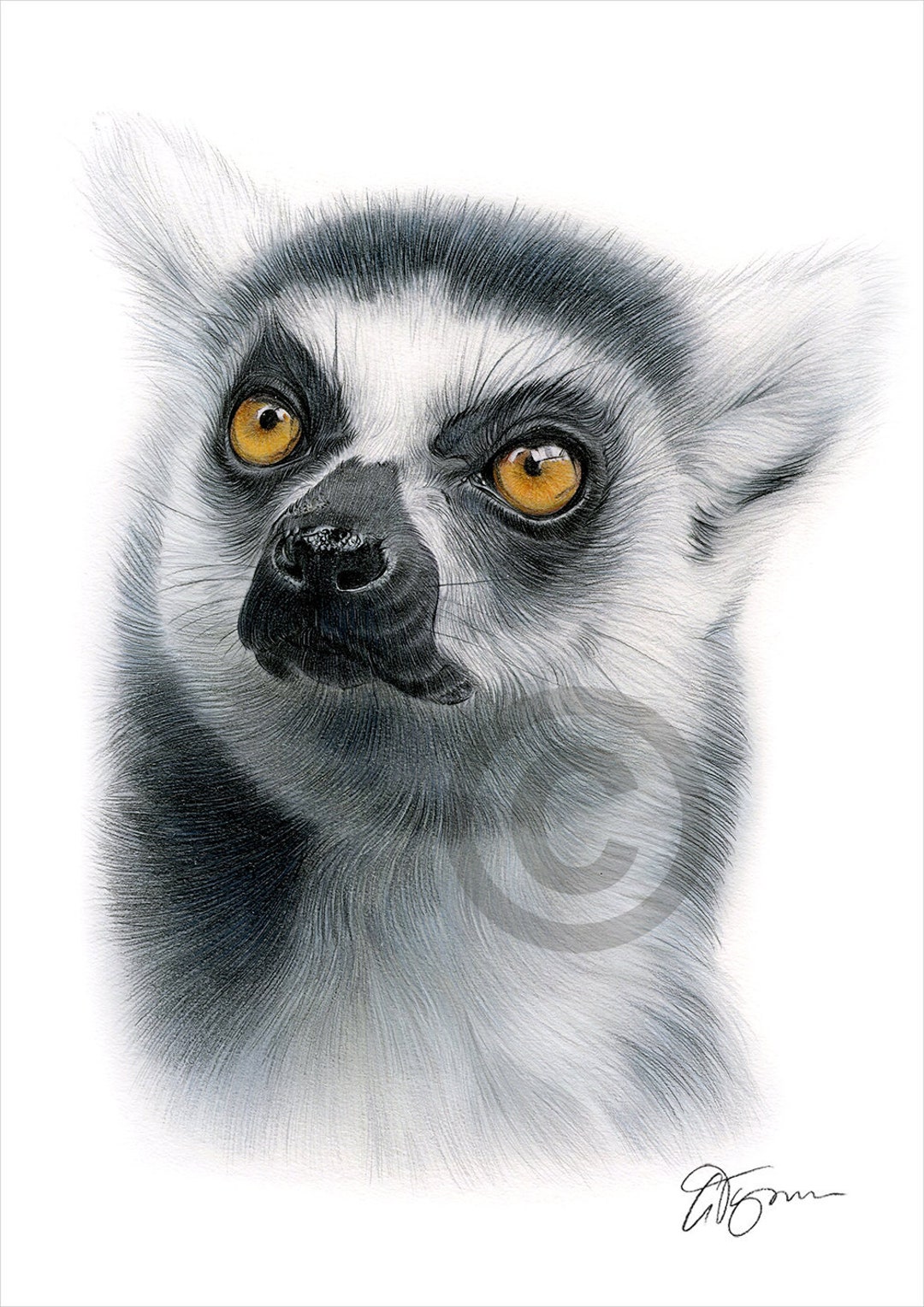 Lemur Face Drawing
