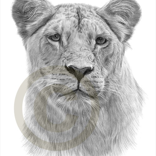 Big Cat LION Pencil Drawing Print Animal Portrait Artwork - Etsy