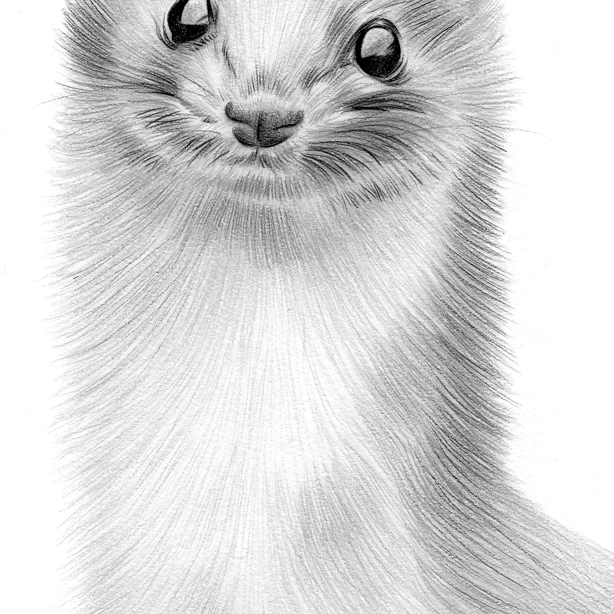 Weasel Drawing How To Draw... Weasels Nosy Crow