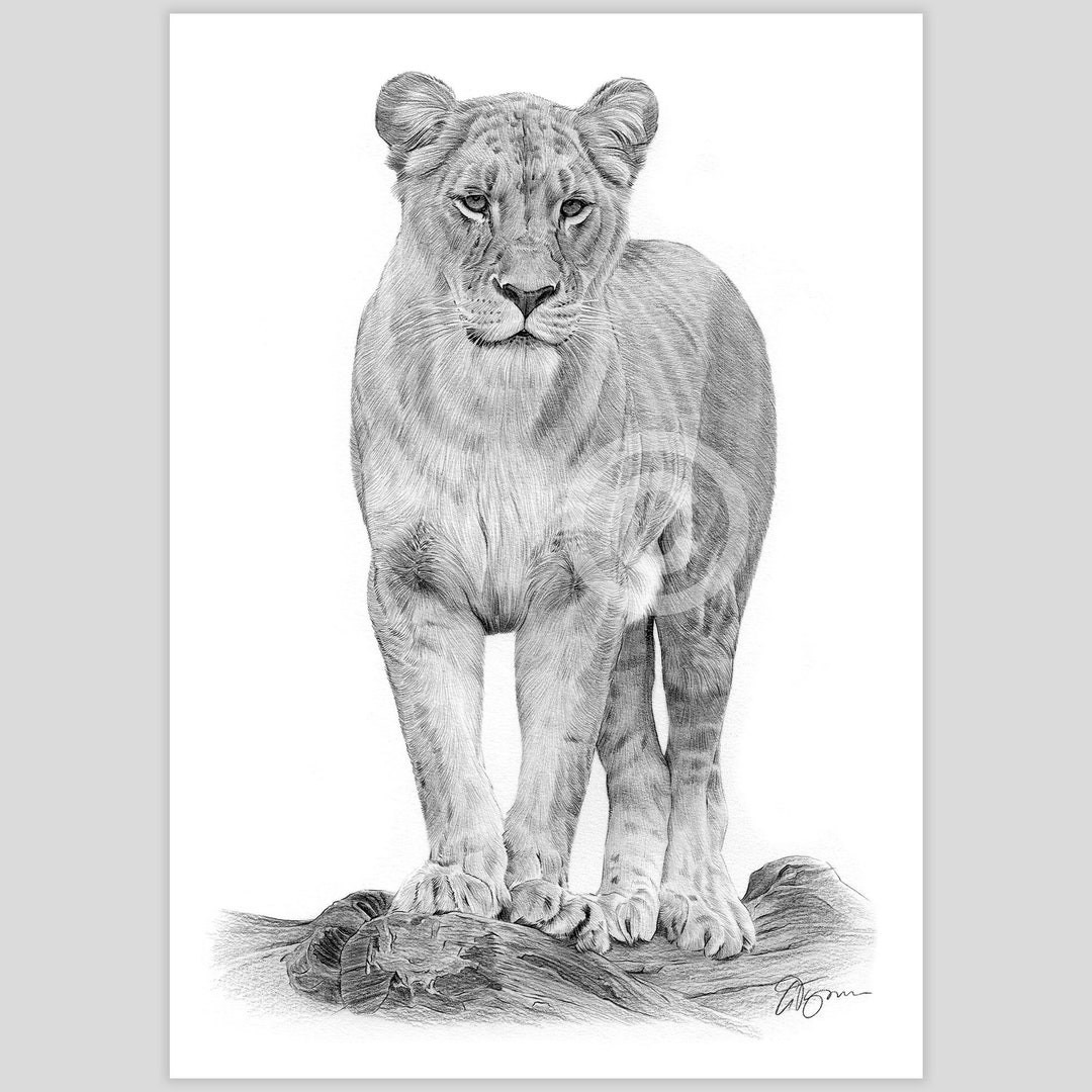 Lioness Artwork Signed by Artist Gary Tymon | Pencil Drawing Print | 2 ...